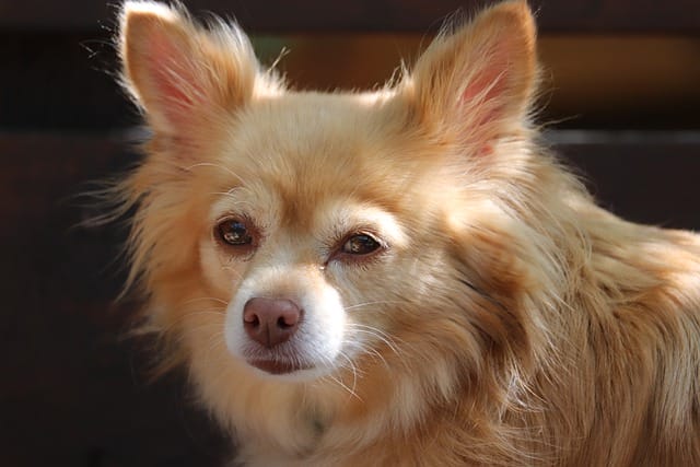 120 Belgian Dog Names With Meanings For Your Cute Puppies