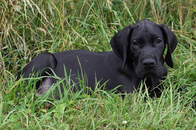 130 Black Great Dane Dog Names For Your Fierce Great Dane Dogs