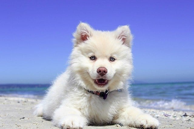 90 Best Coastal Dog Names That Will Fits Your Male And Female Dogs
