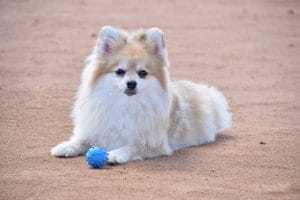 50+ Gemstone Dog Names For Your Precious Cute Puppies