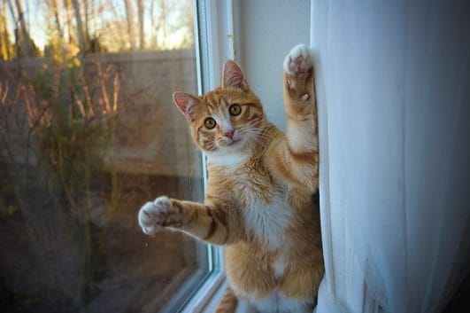 60+ Posh Cat Names - Regal Cat Name Ideas For Your Cute Kitten