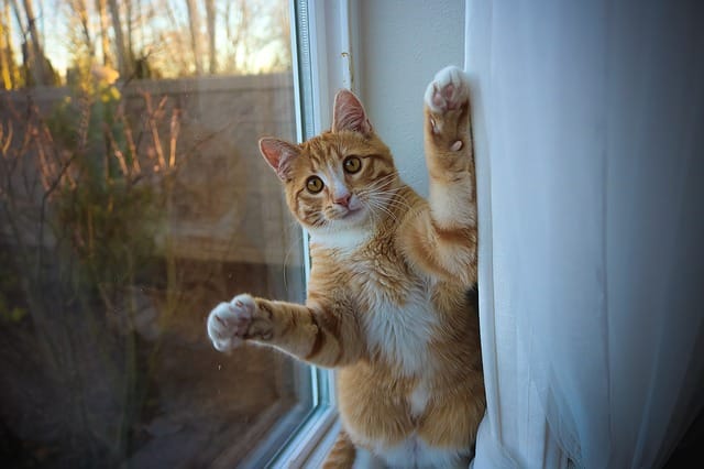 60+ Posh Cat Names - Regal Cat Name Ideas For Your Cute Kitten