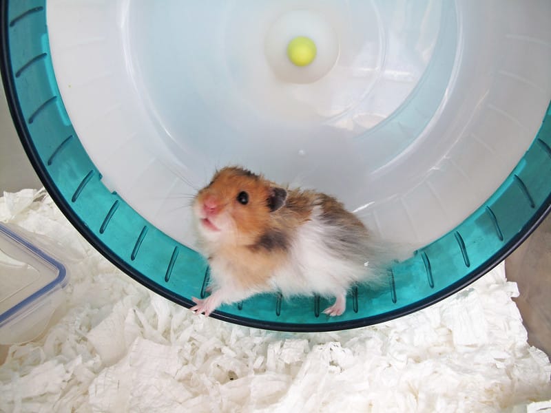 14 Pet Hamster Care Tips for Beginners - PetPress