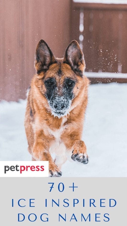 70+ Ice Inspired Dog Names For Your Cool Furry Best Friend
