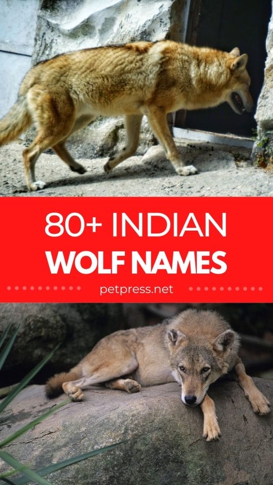 80+ Indian Names for a Wolf: The Best Indian Wolf Names
