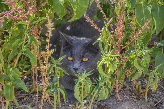 210+ Boujee Cat Names - Sophisticated Cat Names For Your Cute Kitten