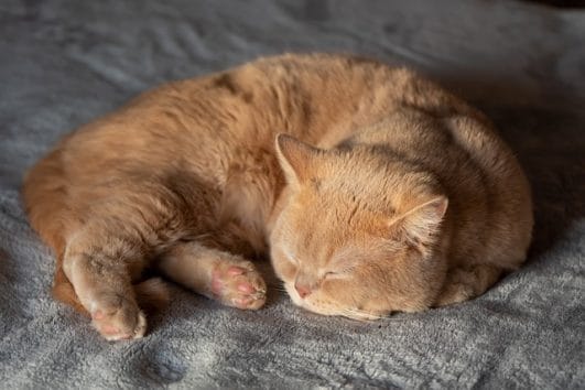 200+ Buff Cat Names For Both Male And Female Cute Kittens