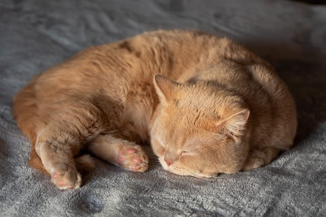 200+ Buff Cat Names For Both Male And Female Cute Kittens