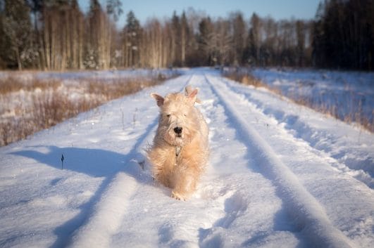 70+ Ice Inspired Dog Names For Your Cool Furry Best Friend