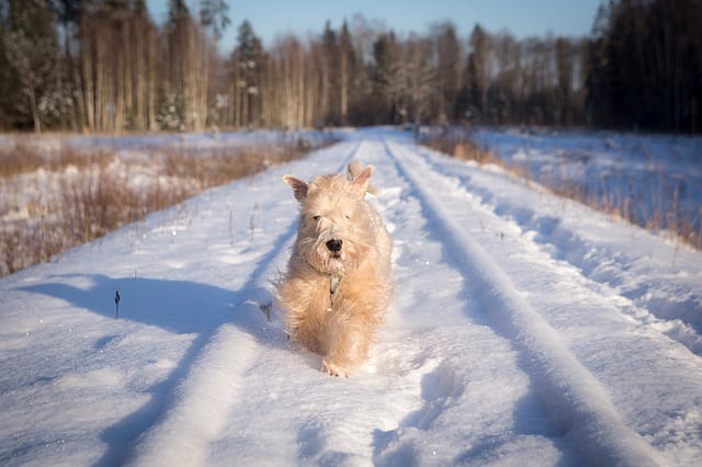 70+ Ice Inspired Dog Names For Your Cool Furry Best Friend