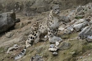130+ Snow Leopard Names - Best Name Ideas For Exotic Snow Leopard