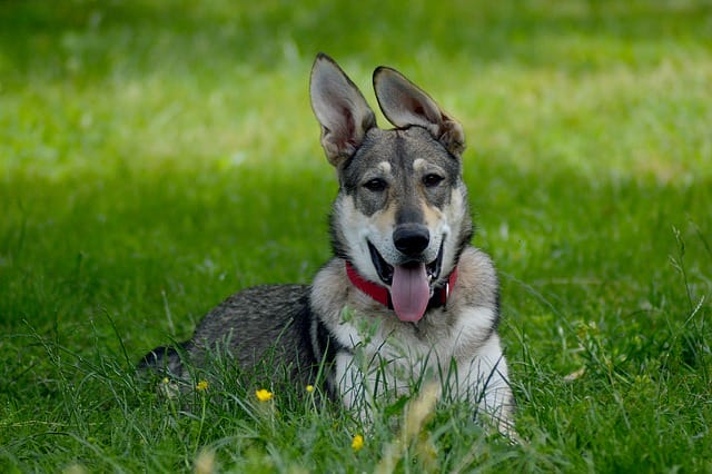 180+ Best Storm Dog Names For Both Your Male And Female Pooch