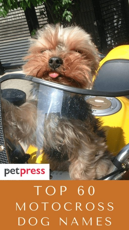 Top 60 Motocross Inspired Dog Names For Your Male And Female Puppies