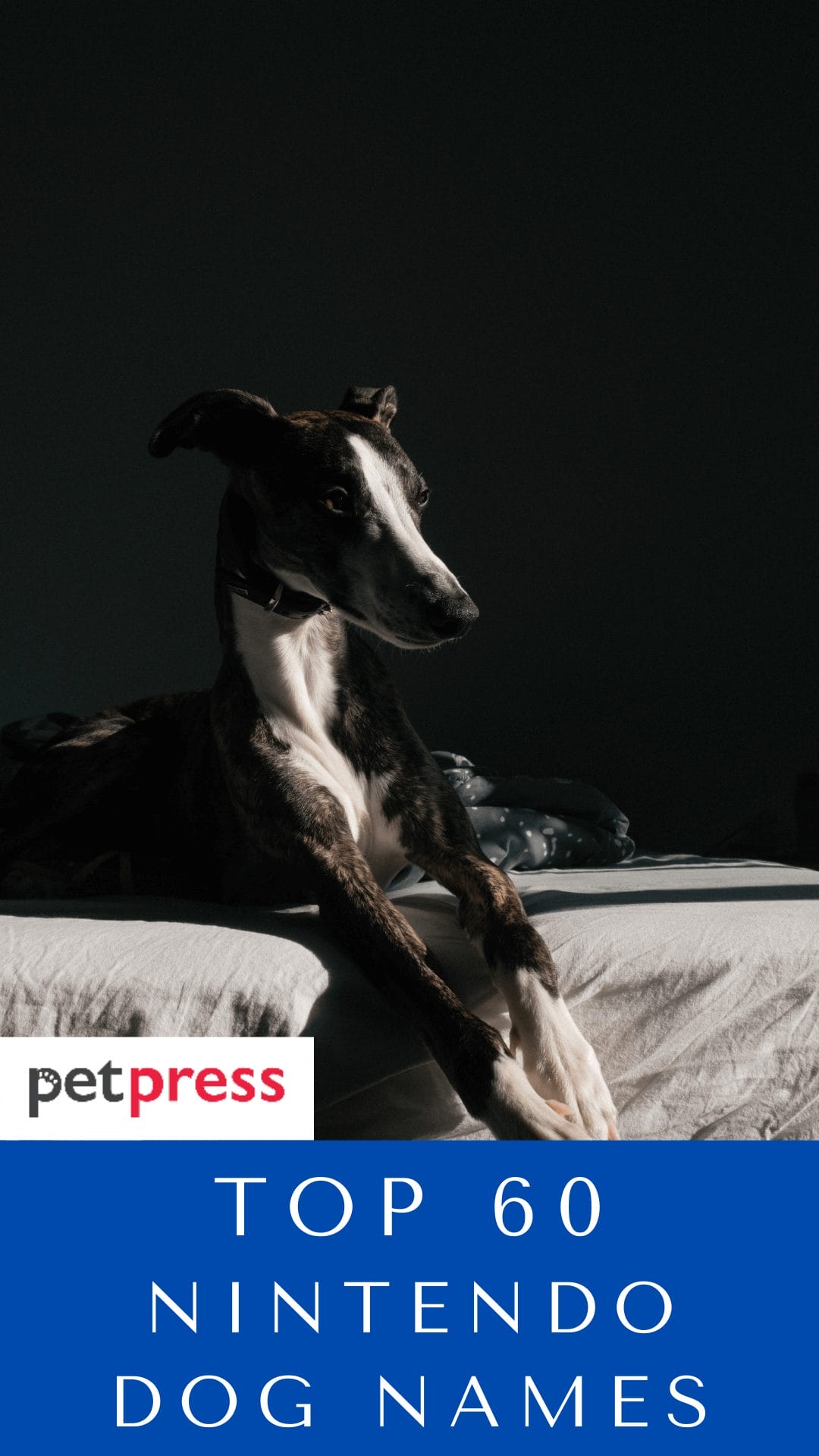 Top 60 Nintendo Inspired Dog Names For Your Male And Female Puppies