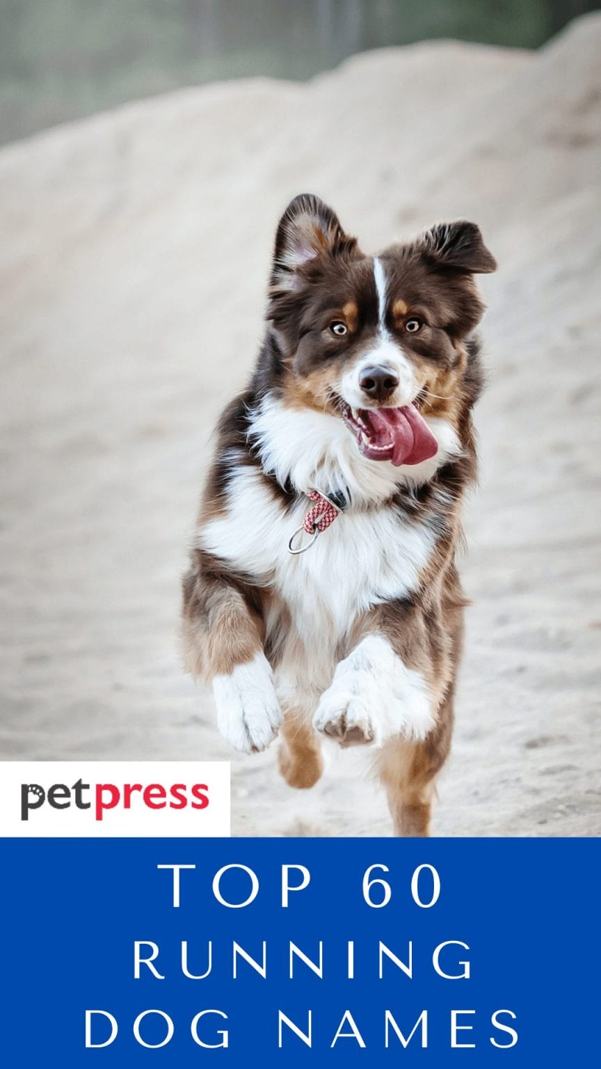 Top 60 Running Dog Names For Your Energetic Dogs