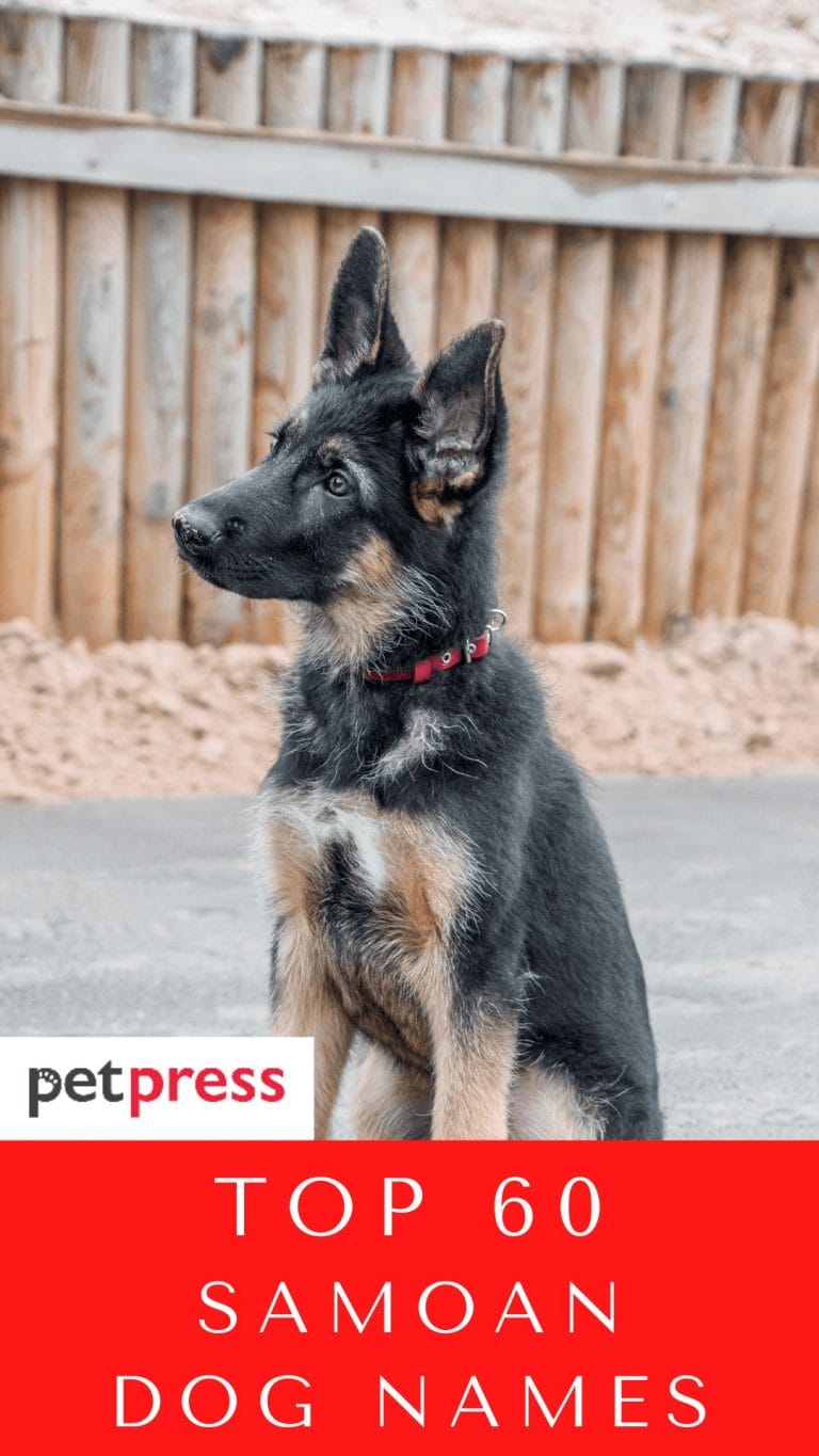 Top 60 Samoan Dog Names For Your Both Male And Female Puppies