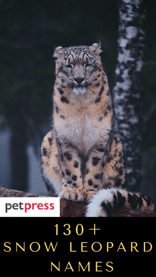 130+ Snow Leopard Names - Best Name Ideas For Exotic Snow Leopard