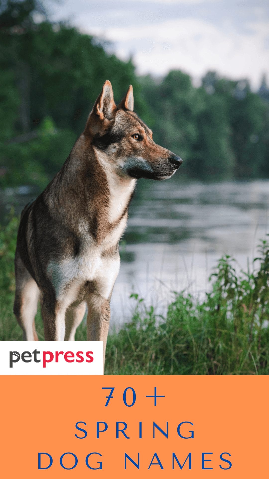 70+ Spring Inspired Dog Names For Your Male And Female Puppies