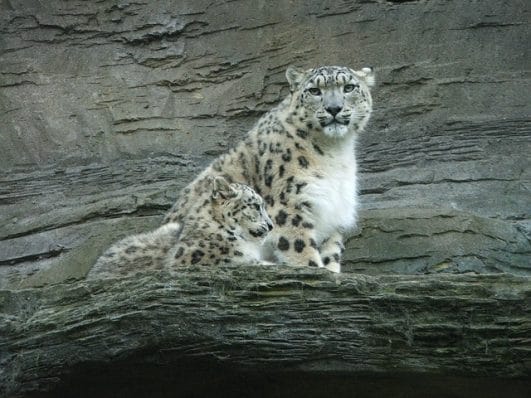 130+ Snow Leopard Names - Best Name Ideas For Exotic Snow Leopard