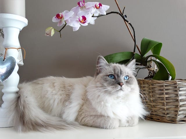 180+ Posh Ragdoll Cat Names - Fancy Name Ideas For Your Ragdoll Cats