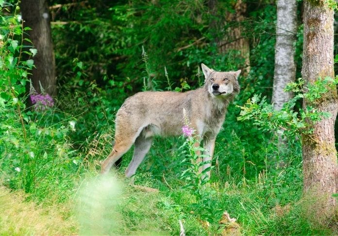 50+ Evil Wolf Names That Are Tough And Strong For A Wolf | Petpress