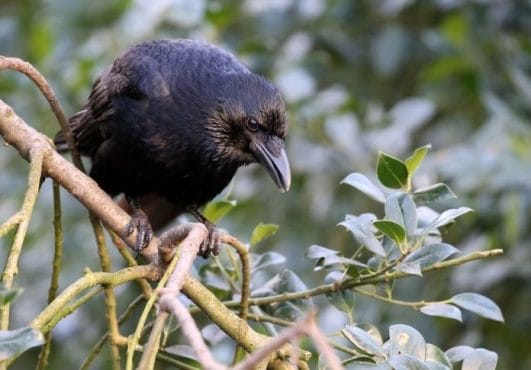 5 Ways to Make Friends with Crows: How to Befriend a Crow