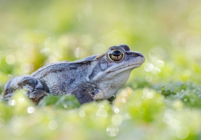 Famous Frog Names - 50 Famous Names For Naming A Frog | PetPress