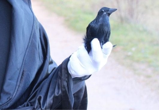 5 Ways to Make Friends with Crows: How to Befriend a Crow
