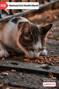 2024 Cat Holidays: A List of the Best Times to Celebrate Your Cats