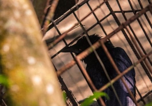 5 Ways to Make Friends with Crows: How to Befriend a Crow