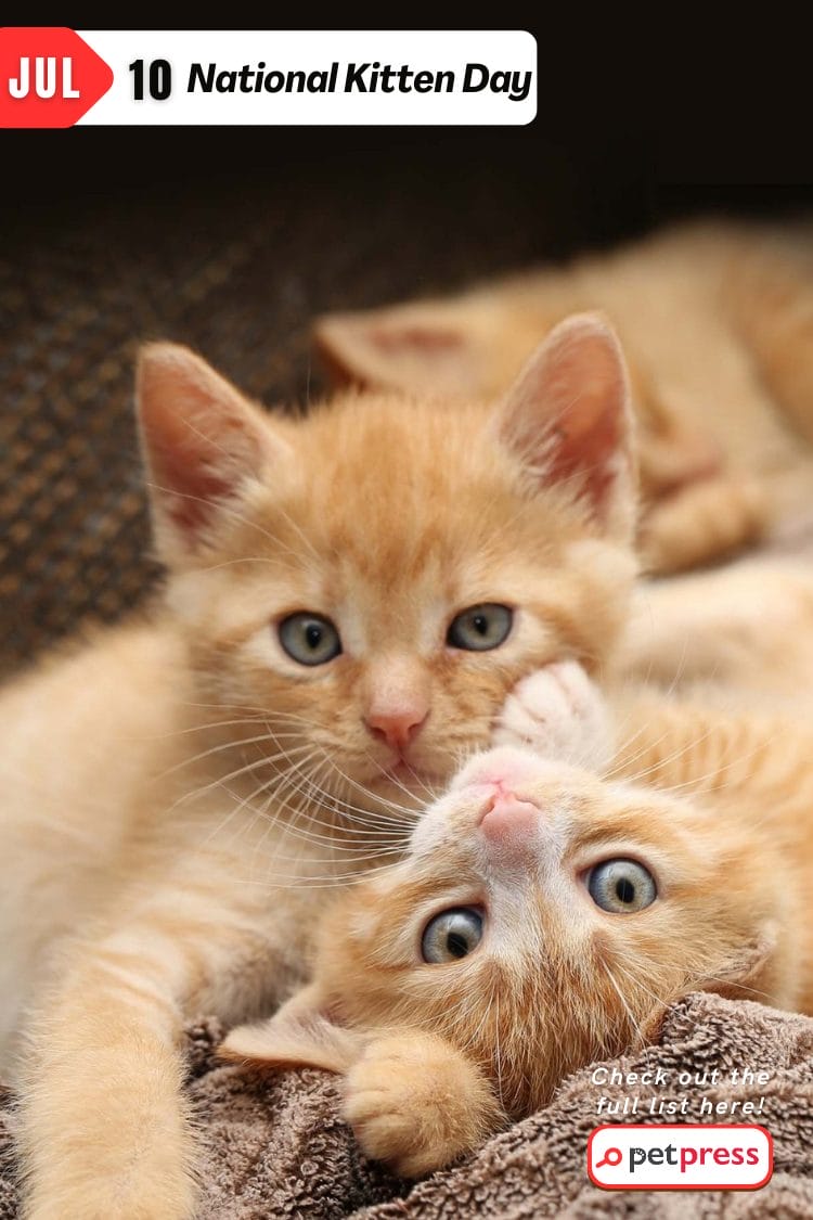 2024 Cat Holidays: A List of the Best Times to Celebrate Your Cats