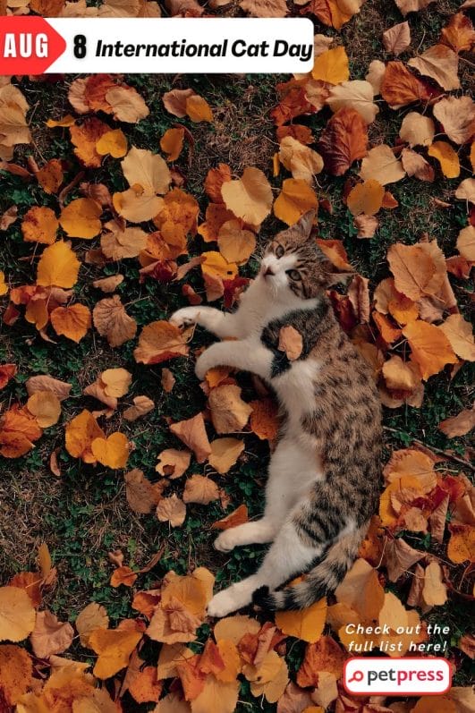 2024 Cat Holidays: A List of the Best Times to Celebrate Your Cats
