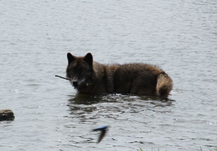 50+ Evil Wolf Names That Are Tough And Strong For A Wolf | Petpress