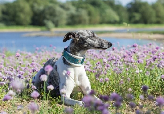 90+ Best White & Gray Dog Names: Perfect Names For Your New Pup