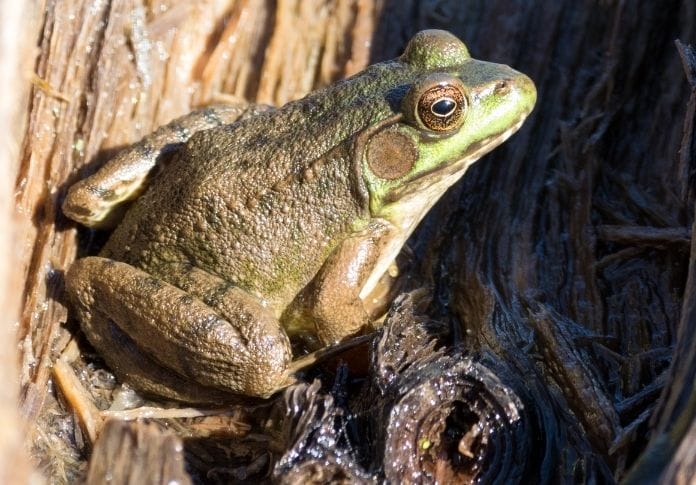 250+ Male Frog Names Perfect for Your New Pet Froggy!
