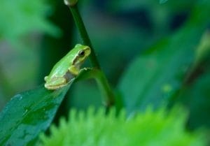 200+ Female Frog Names: The Best Names For Girl Frogs
