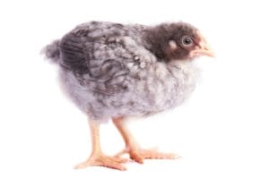 120+ Best Grey Chicken Names: Ideas for Naming Your Pet Chick