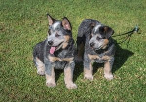 90+ Best White & Gray Dog Names: Perfect Names For Your New Pup