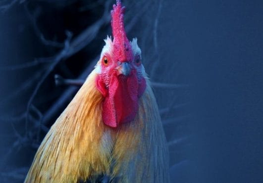 120+ Dumb Chicken Names: A List of Idiotic Names for Chickens