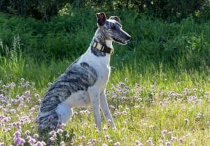 90+ Best White & Gray Dog Names: Perfect Names For Your New Pup