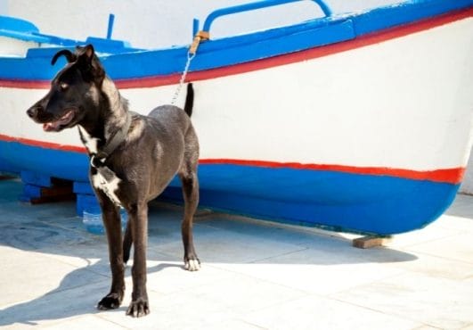 120+ Best Island Dog Names: Names Inspired by Islands For Dogs