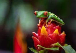 200+ Female Frog Names: The Best Names For Girl Frogs