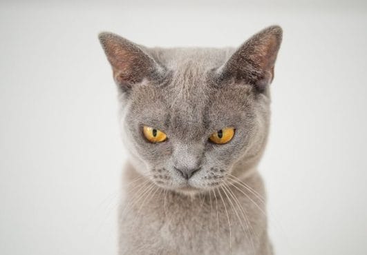 20 Ways Your Cat Is Communicating With You: Cat Body Language Charts