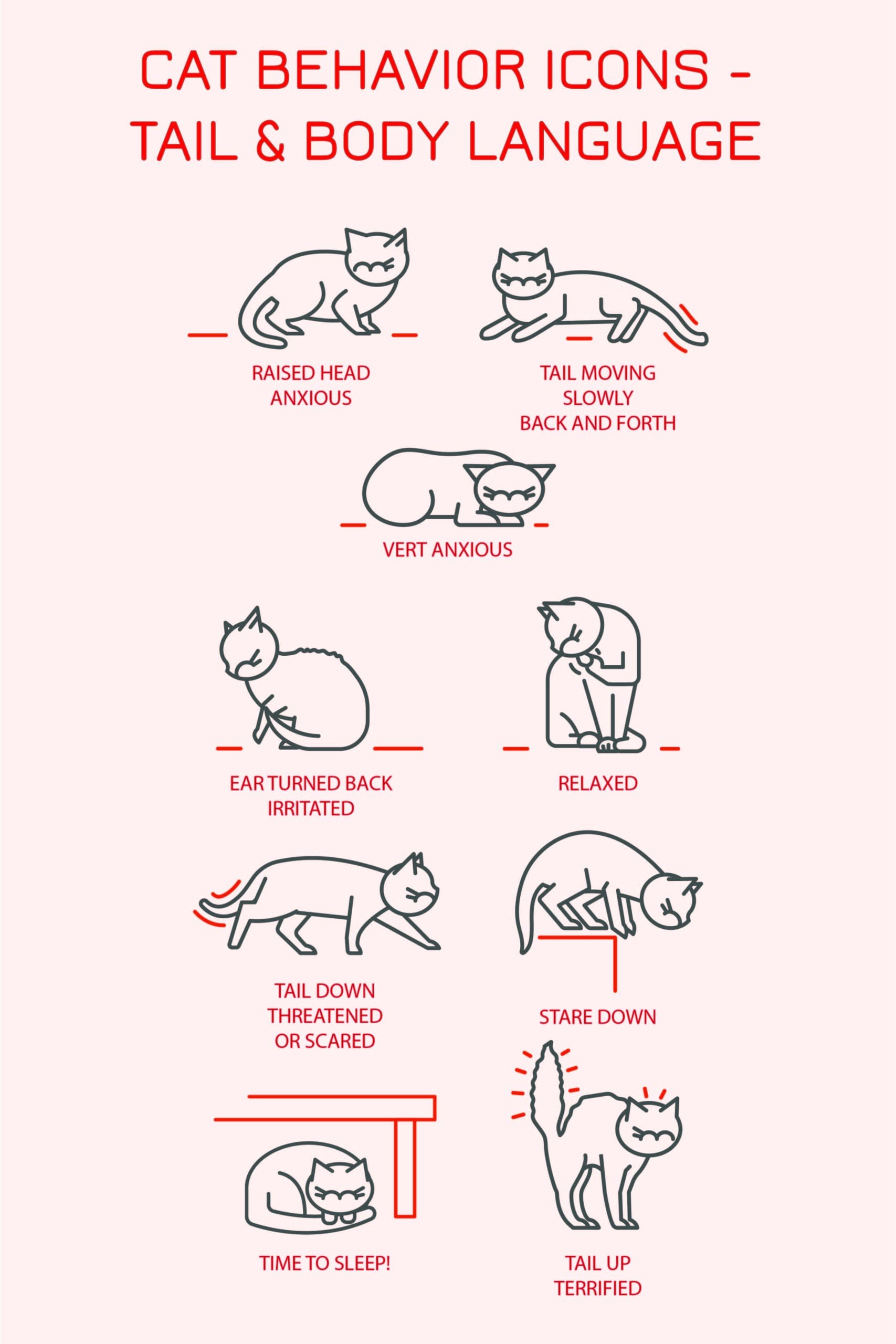 20 Ways Your Cat Is Communicating With You: Cat Body Language Charts