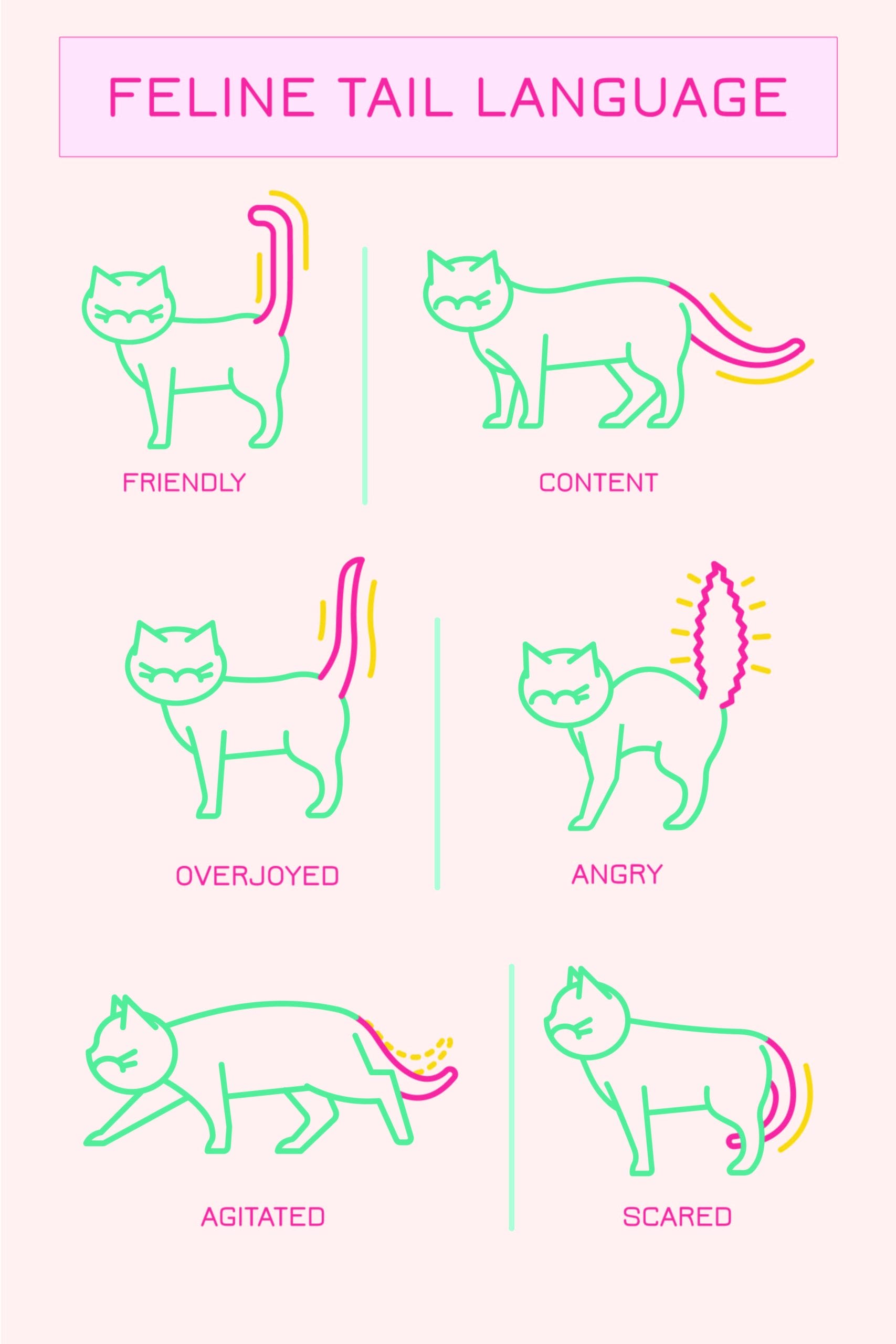20 Ways Your Cat Is Communicating With You: Cat Body Language Charts