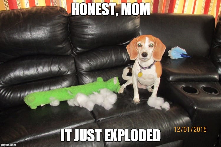 Top 10+ Funny Dog Swearing Memes That Will Make You Laugh