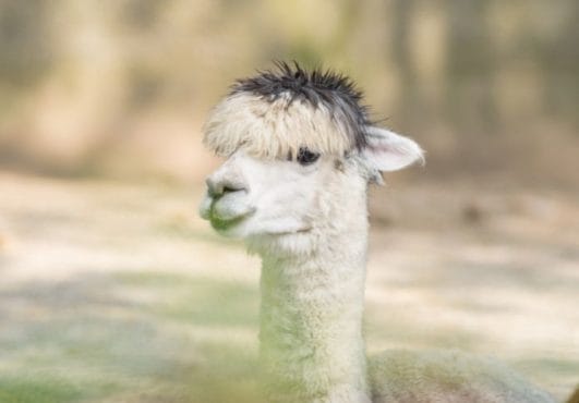 120+ Funny Alpaca Names: The Most Hilarious Names for an Alpaca