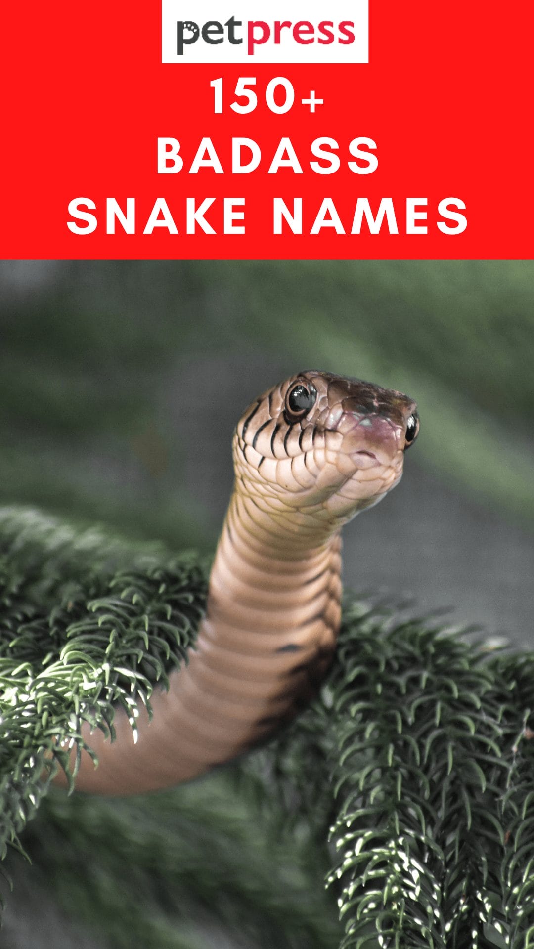 150+ Badass Snake Names For Your Fierce Pet Snakes