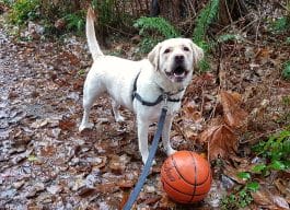 260+ Sport Inspired Dog Names For Male And Female Puppies