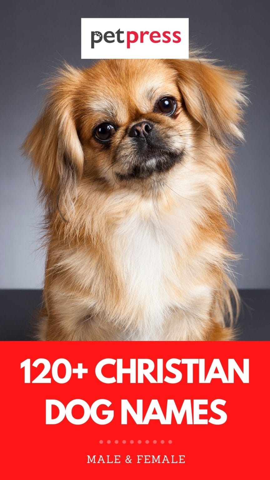 The Best Christian Dog Names: 120+ Ideas for Naming Your Pooch